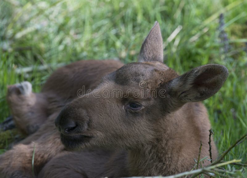 Moose - baby animal stock image. Image of little, spring - 54361609