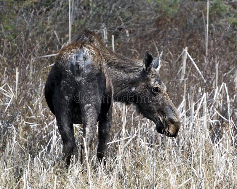 Moose Photo Stock. Back Behind View in Cattail Foliage in the Forest in ...