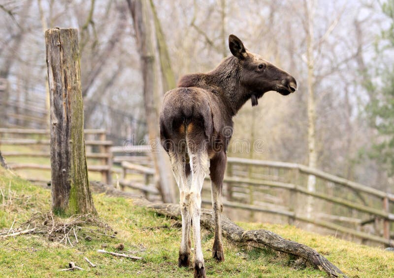 Moose stock photo. Image of nature, young, mammal, trees - 49920788