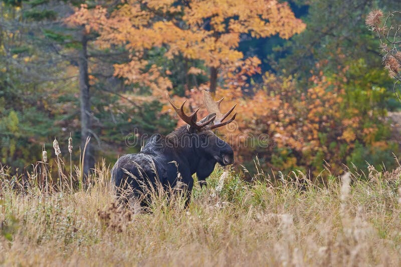 Moose in a Beautiful Field Surrounded by Colorful Trees in Canada in ...