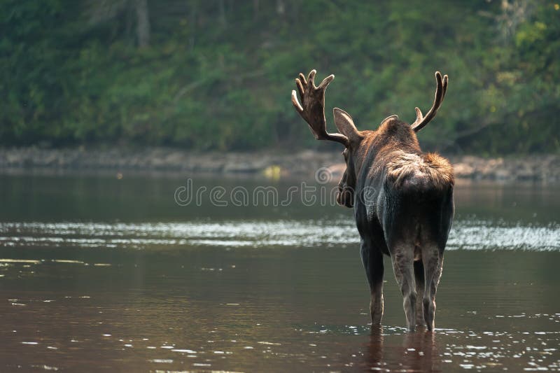 Moose from Behind in the River Stock Image - Image of moose, foret ...