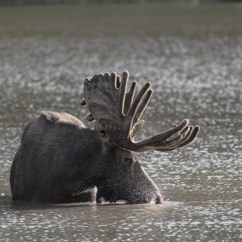Moose Blows Mist at Water Surface Stock Photo - Image of large, mammal ...