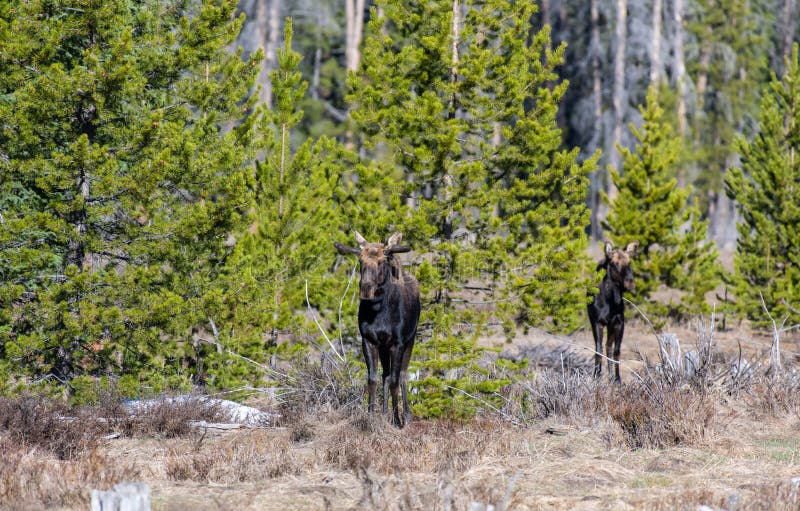 A Pair of Mountain Flowers in Love Stock Image - Image of high, flowers ...