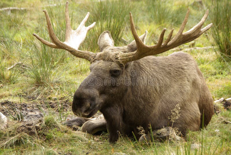 Moose bull / Alces alces stock photo. Image of moor, hoofed - 13598562