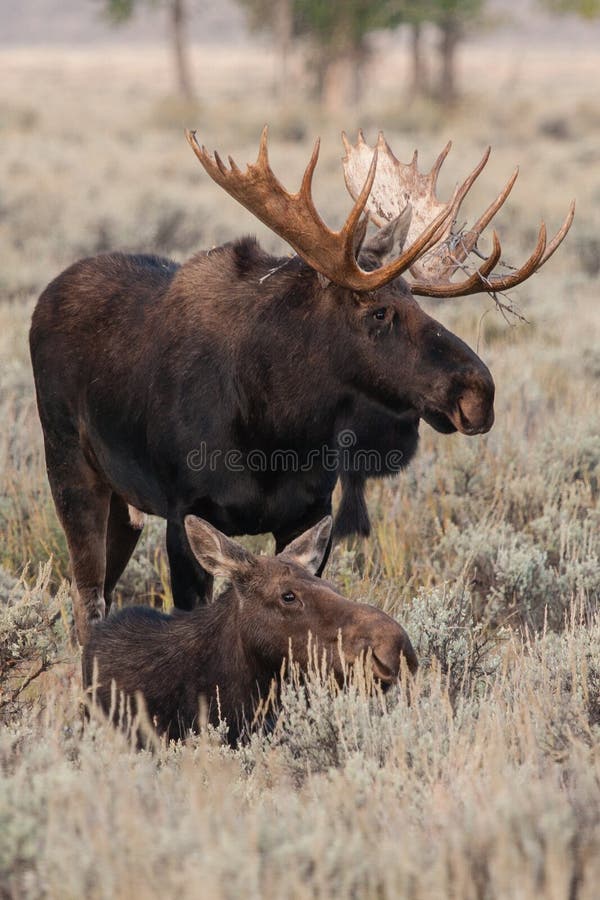 Moose stock image. Image of fauna, male, mammal, park - 33248723