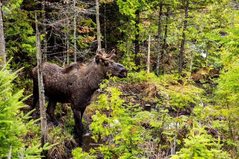 Bull in the forest stock image. Image of goats, bovine - 203424687