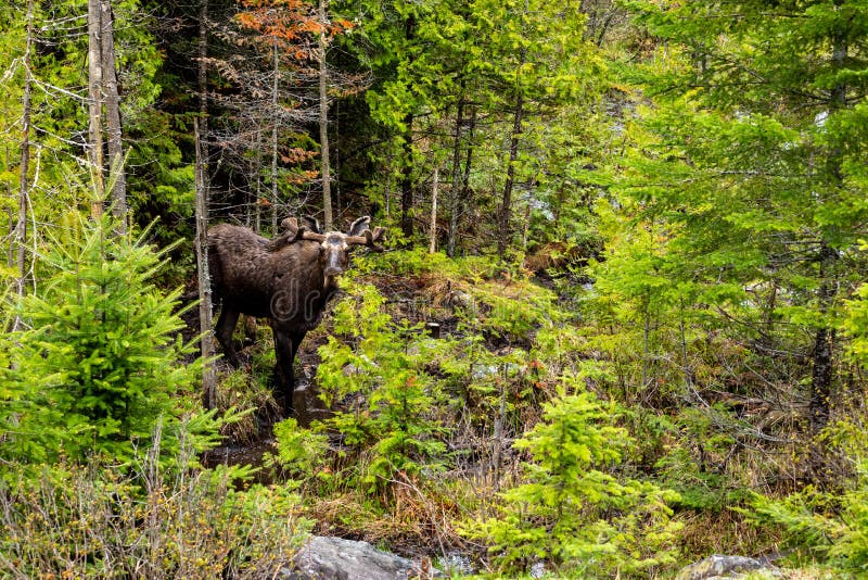 Bull in the forest stock image. Image of goats, bovine - 203424687