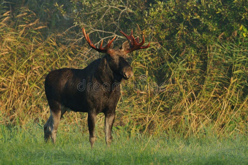 Moose bull stock image. Image of moose, wildlife, bull - 33741781