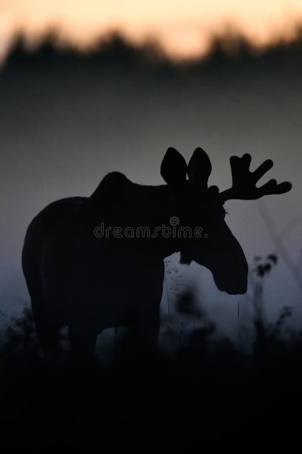 Moose bull at night stock photo. Image of mammal, twilight - 75132388
