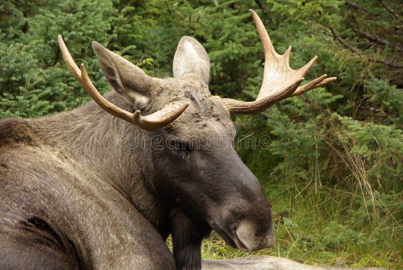 Antler Slogan Stock Photos - Free & Royalty-Free Stock Photos from ...