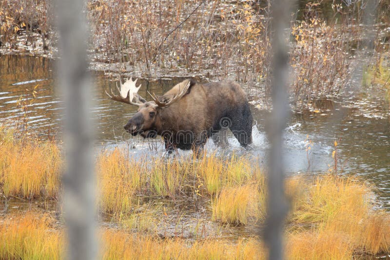 Moose (Alces Alces), Yukon Territory, Canada Stock Image - Image of ...