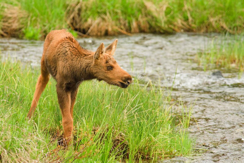 Moose Calf stock image. Image of baby, nature, field - 17675901