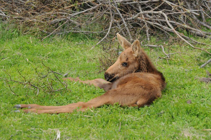 Moose Calf stock image. Image of zoology, water, curious - 77757819