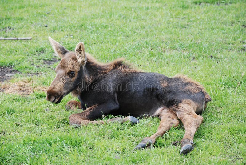 Moose Calf stock image. Image of zoology, water, curious - 77757819