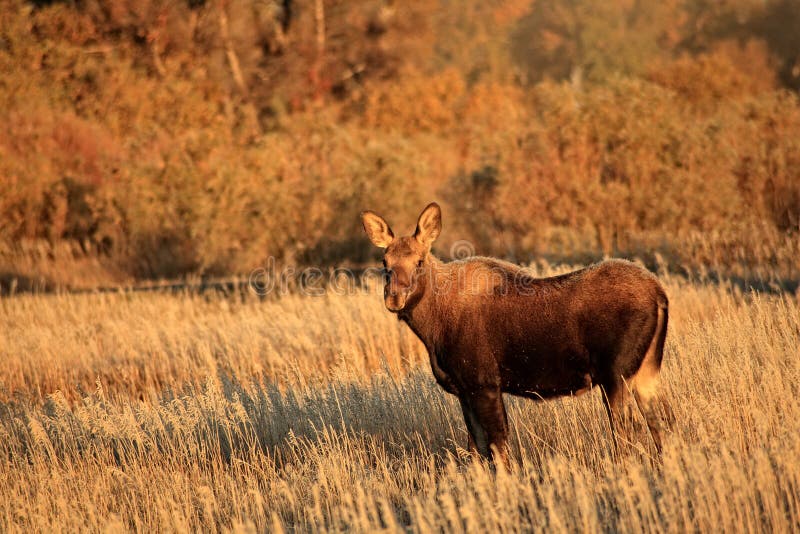 Moose Calf in the Cold stock photo. Image of park, calf - 81746612