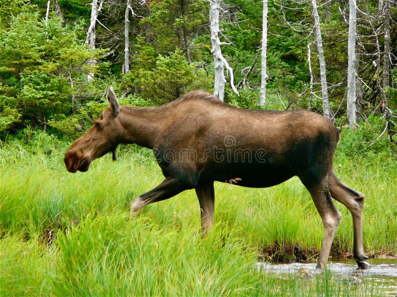 Moose and Calf stock image. Image of tree, wilderness - 104212309