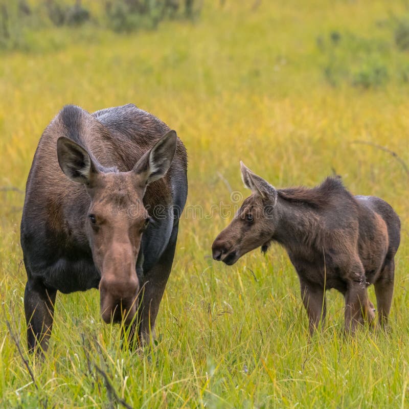Moose Calf and Mother Graze Together Stock Image - Image of brown ...