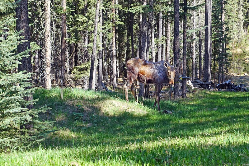 Moose calf stock image. Image of wildlife, spring, outdoors - 71197081