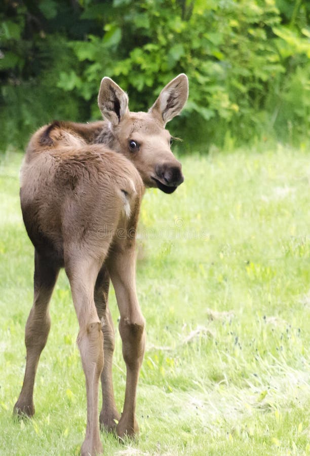 Moose calf in a u-turn stock image. Image of eyes, brown - 43814905