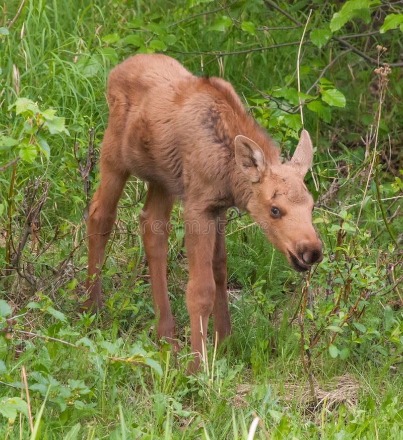 Moose Calf stock image. Image of baby, nature, field - 17675901