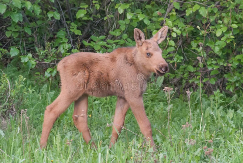 Moose Calf stock image. Image of zoology, water, curious - 77757819