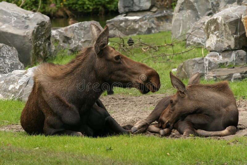 Moose and child stock photo. Image of wildlife, rock, grass - 5137088