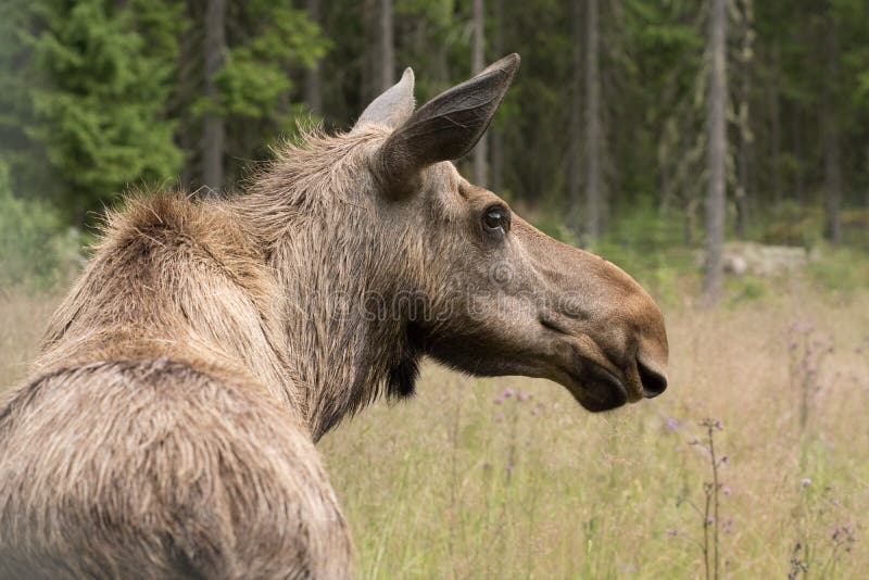 Moose-Close stock image. Image of nose, mamal, mule, close - 88704335