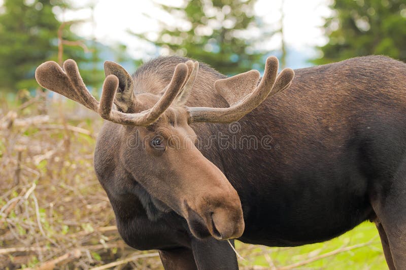 Moose close up stock image. Image of cold, young, raindeer - 30775361