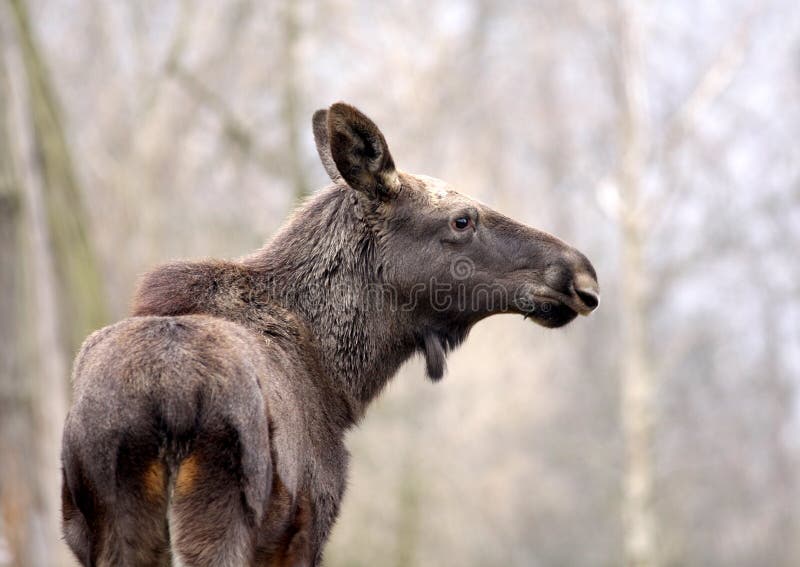 Moose stock photo. Image of four, wildlife, animal, trees - 49919686