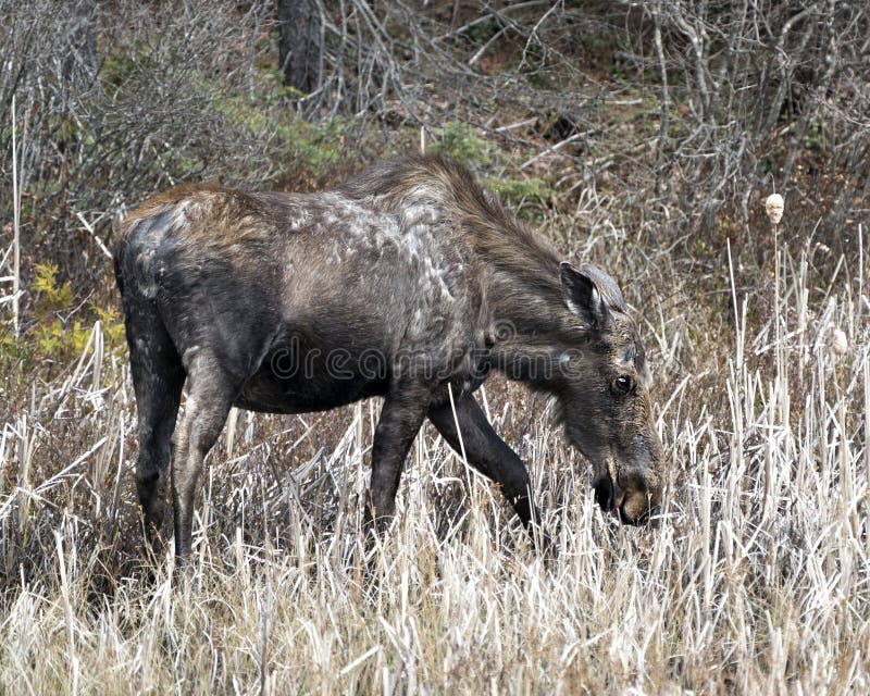 Moose Photo Stock. Close-up Side Profile View Walking in Cattail ...