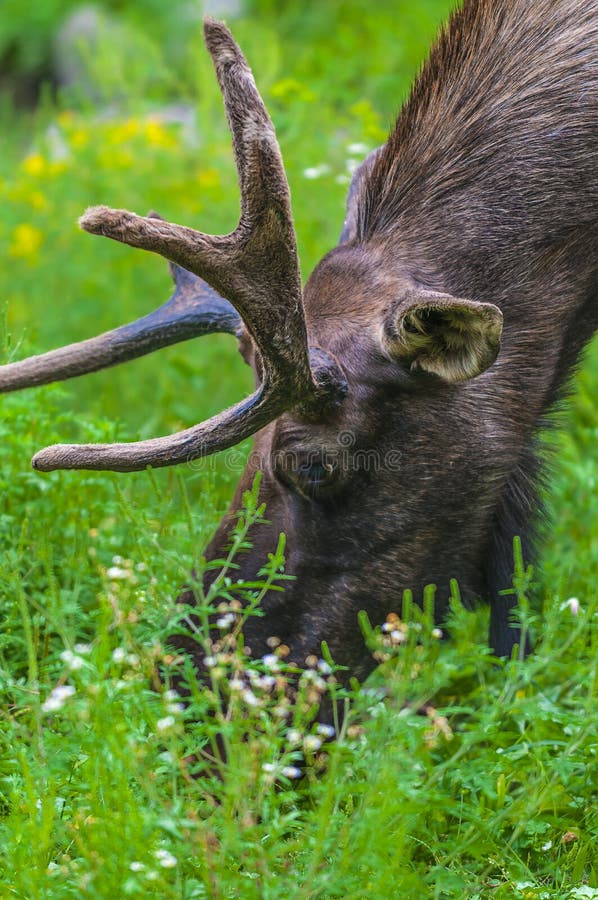 Moose Close-up stock image. Image of wild, bull, antler - 33228479