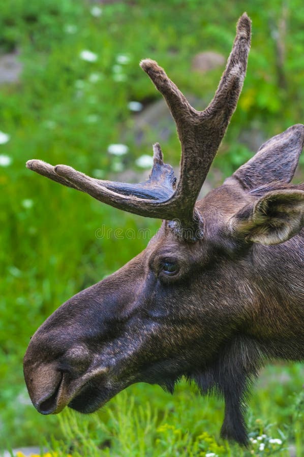 243 Moose Side View Stock Photos - Free & Royalty-Free Stock Photos ...