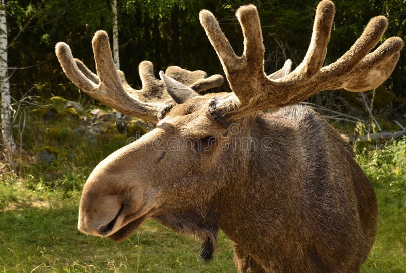 Moose stock image. Image of landscape, outdoors, summer - 32459895