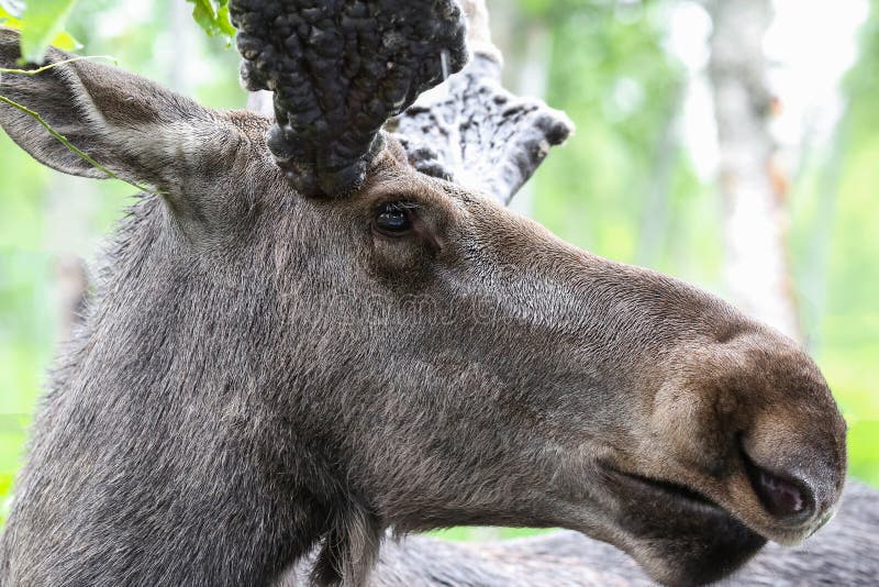 Moose stock image. Image of mammals, summer, animal - 194071729