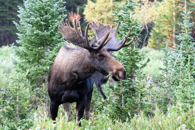 Moose in the Colorado Rocky Mountains Stock Photo - Image of lake, bull ...