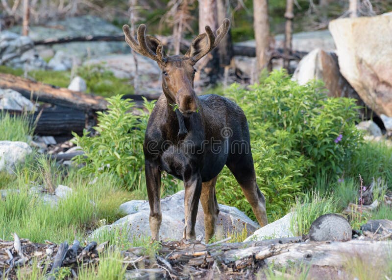Moose in the Colorado Rocky Mountains Stock Image - Image of animal ...