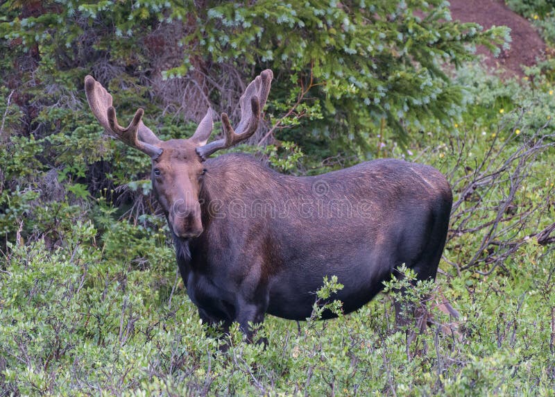 Moose in the Colorado Rocky Mountains Stock Photo - Image of ears, bull ...