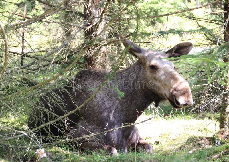 Laying Moose in Zoo Duisburg, Germany Stock Image - Image of close ...