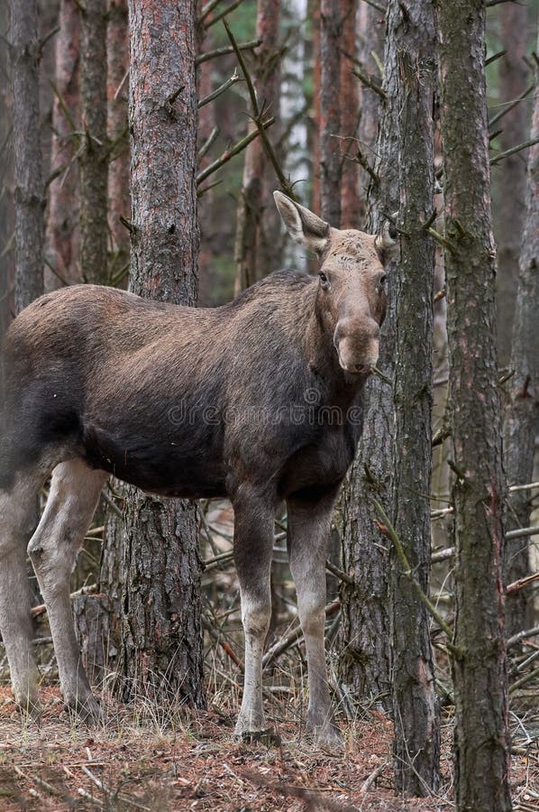 The Moose Cow among the Trees in the Forest Stock Image - Image of ...