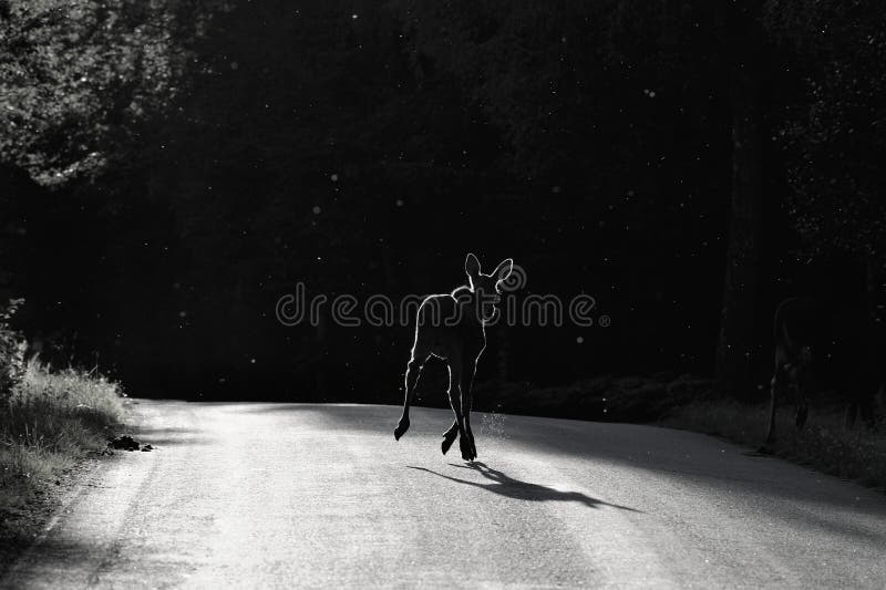 Moose Crossing Road at Night Stock Photo - Image of insects, black ...