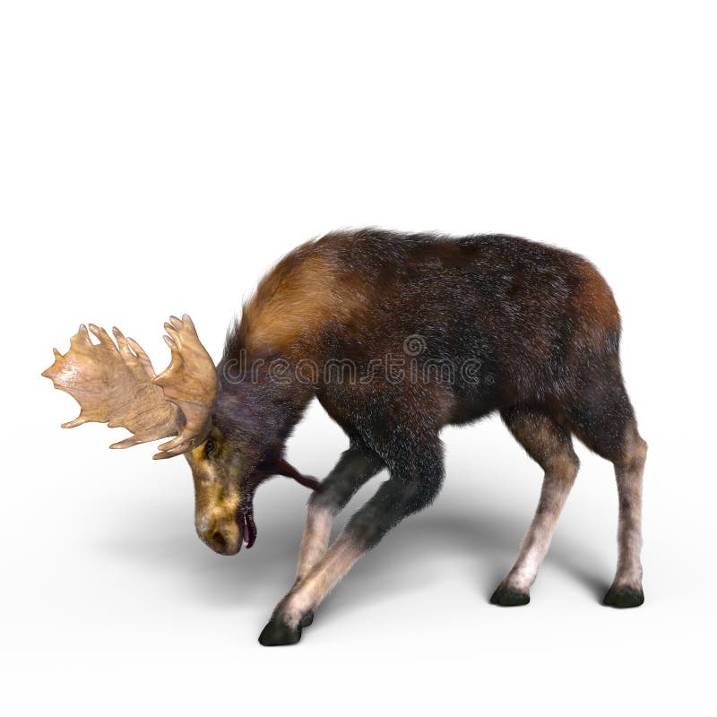 Moose stock illustration. Illustration of size, wattle - 80585466