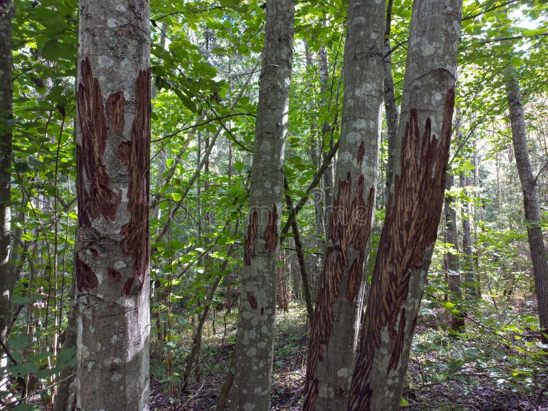 Moose Damage Grazing Marks on the Tree. Moose Scrape Tree Bark. Stock ...