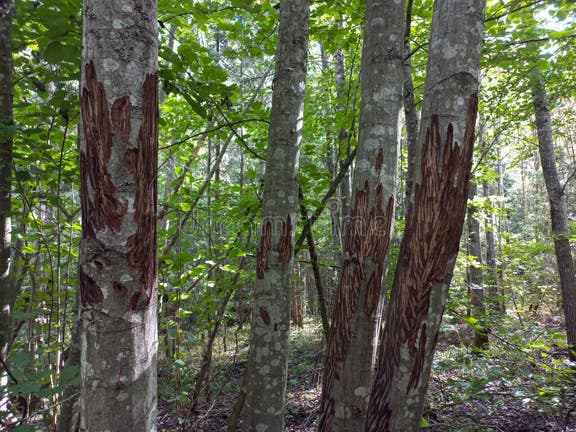 Moose Damage Grazing Marks on the Tree. Moose Scrape Tree Bark. Stock ...