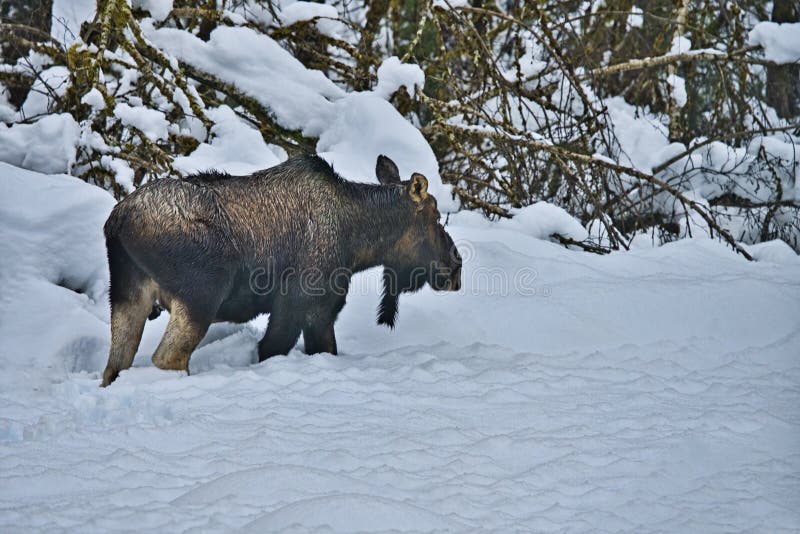 Moose in Deep Snow in Southeast Alaska Stock Image - Image of snow ...