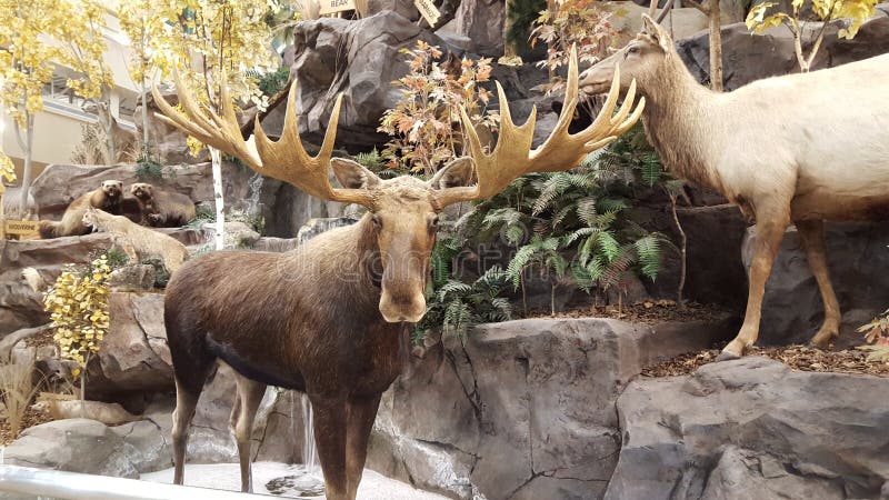 Moose on display stock image. Image of moose, huge, bull - 73839949