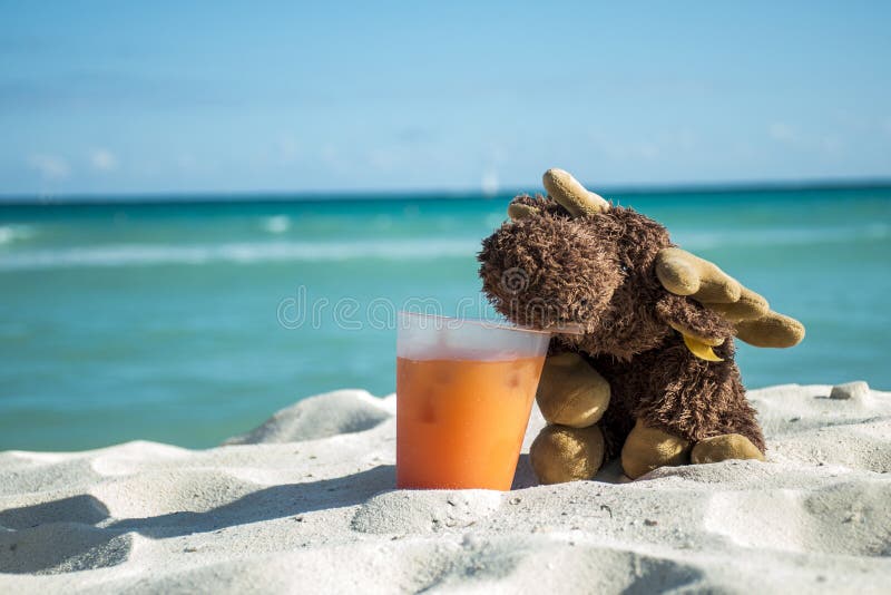 Moose Drinking Cocktail at the Beach Stock Image - Image of coast ...