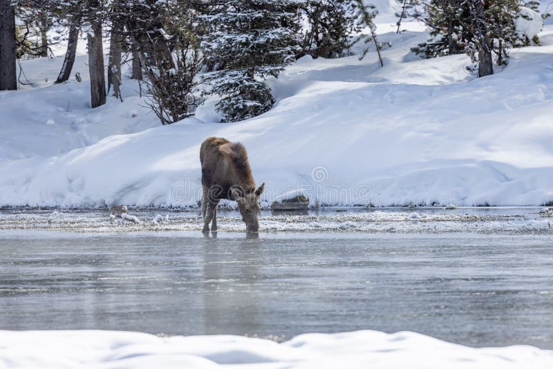 Moose Drinking on a Frozen River in Winter in Idaho Stock Photo - Image ...