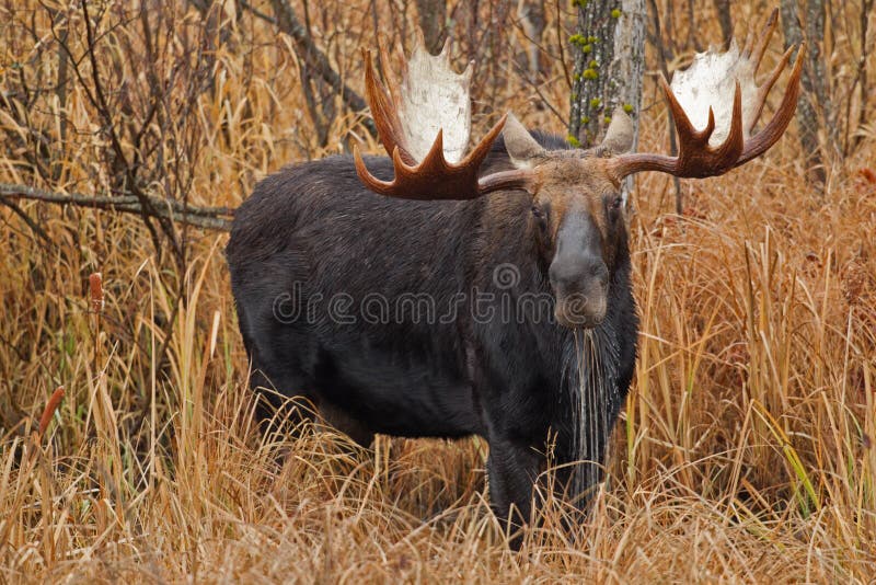 Male Moose Drooling in a Swampy Area Stock Photo - Image of yellow ...