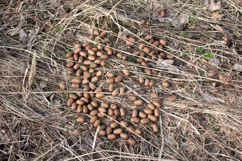 Moose Droppings in the Wild. Stock Photo - Image of organic, moose ...