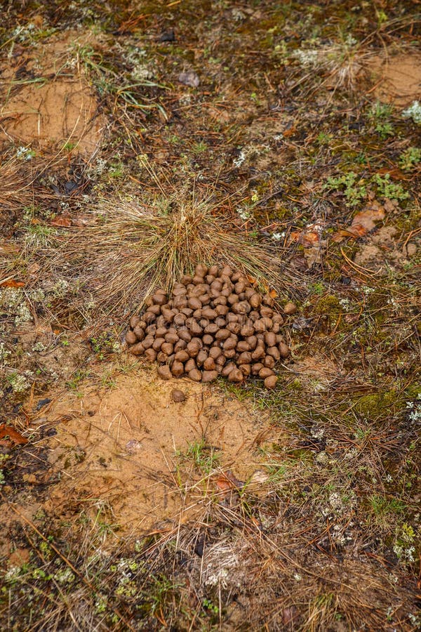 Moose Droppings in the Woods on Round. Stock Photo - Image of excrement ...